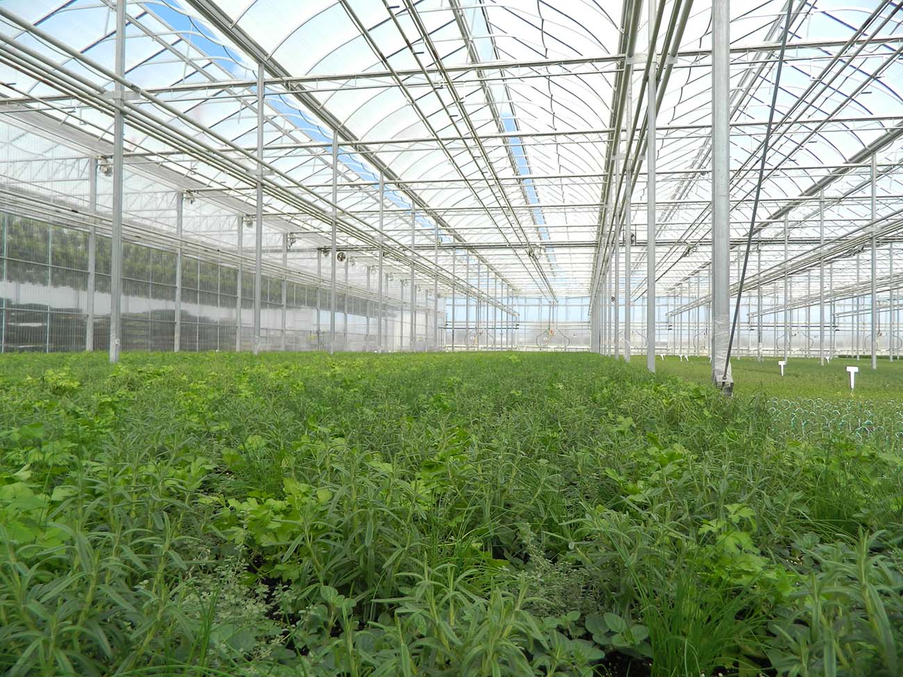 Greenhouse Solutions, Structures & Systems | GGS Greenhouse
