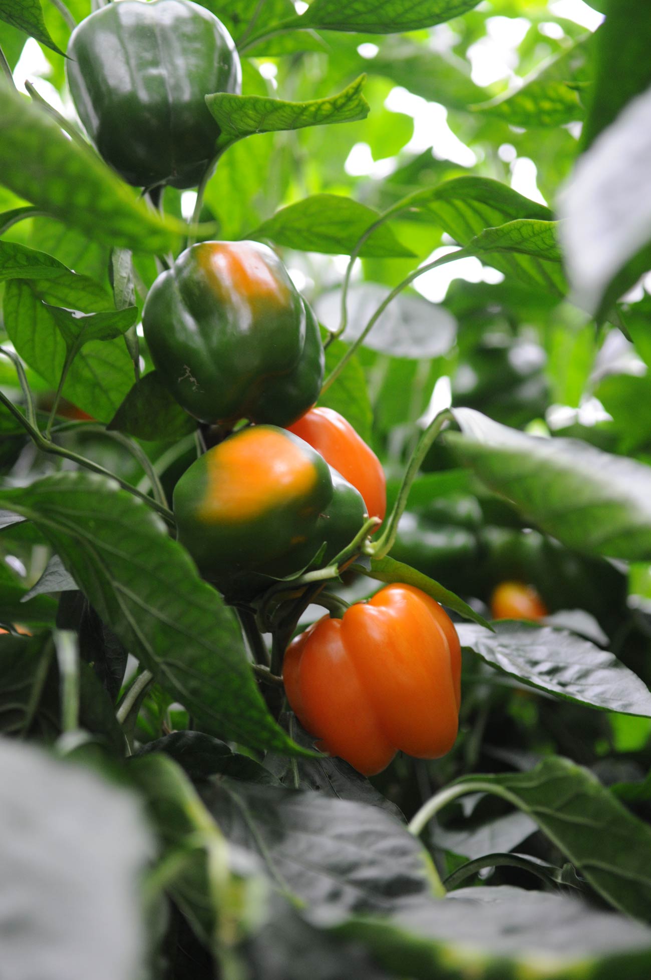 Growing Produce in a Greenhouse Experts | GGS Greenhouse